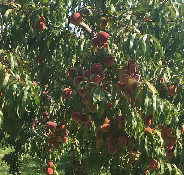 Applecrest Farm Orchards - NH Fruit Growers Association