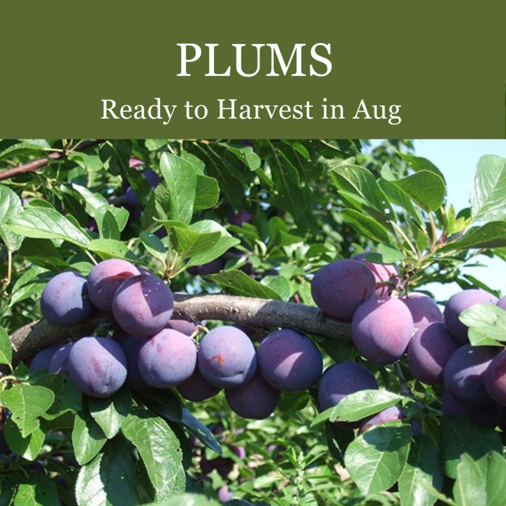 About NH–Grown Fruit - NH Fruit Growers Association