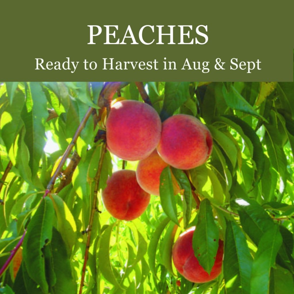 About NH–Grown Fruit - NH Fruit Growers Association