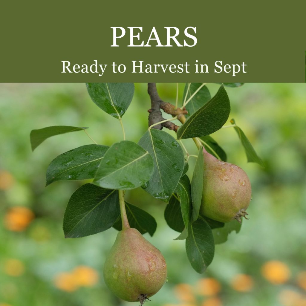 About NH–Grown Fruit - NH Fruit Growers Association