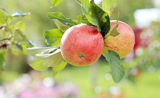 Devyleder Farm LLC - NH Fruit Growers Association